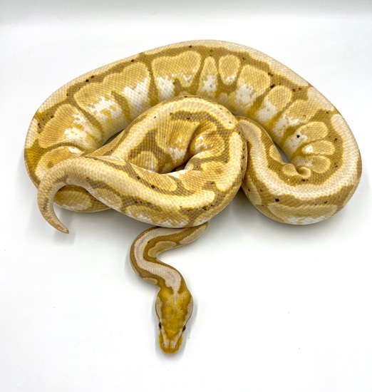 Banana Cinnamon Spider (Ready To Breed) Ball Python by Fear 2 Fascination