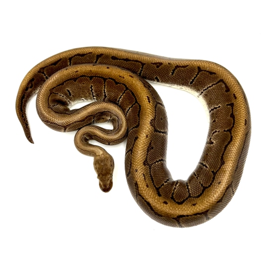 Hidden Gene Woma Pinstripe (Ready To Breed) Ball Python by Fear 2 ...