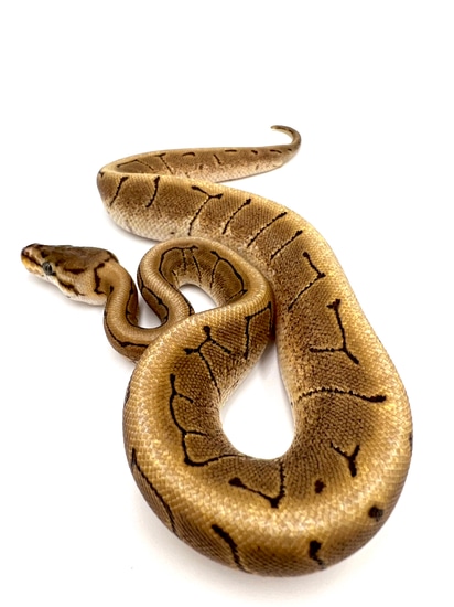 Enchi Pinstripe Spider Het Desert Ghost Ball Python by Fear 2 Fascination