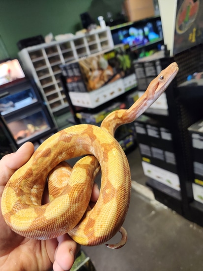 C.A. T+ Sunglow Boa Boa Constrictor by Pet Planet LLC