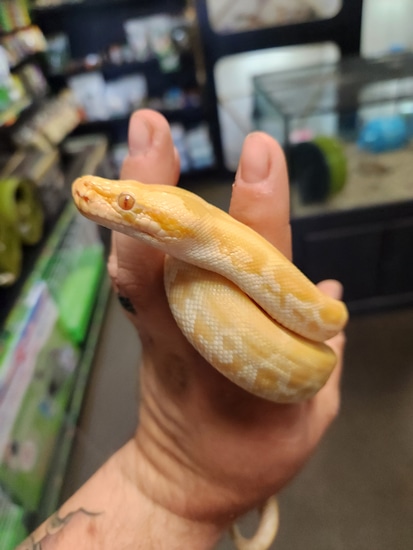 Pearl Burmese Burmese Python by Pet Planet LLC
