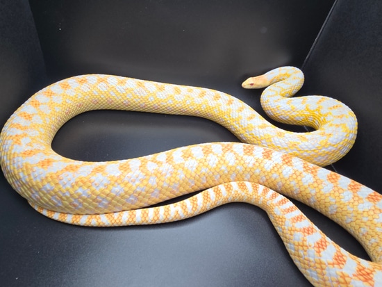 Applegate Gopher Snake by Pet Planet LLC