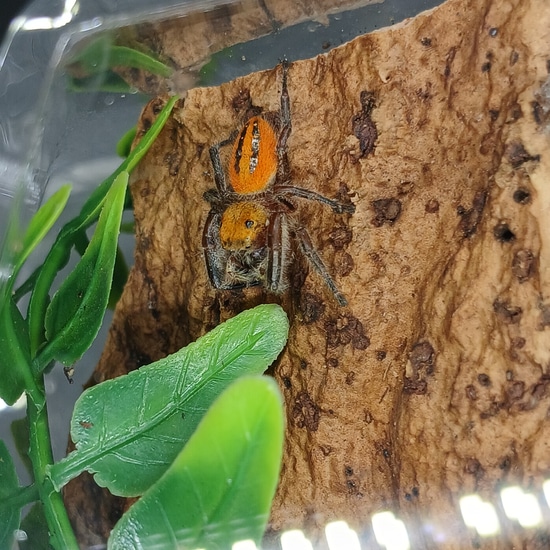 Male Phidippus Pius *rare* Jumping Spider by Jeans jumping spiders