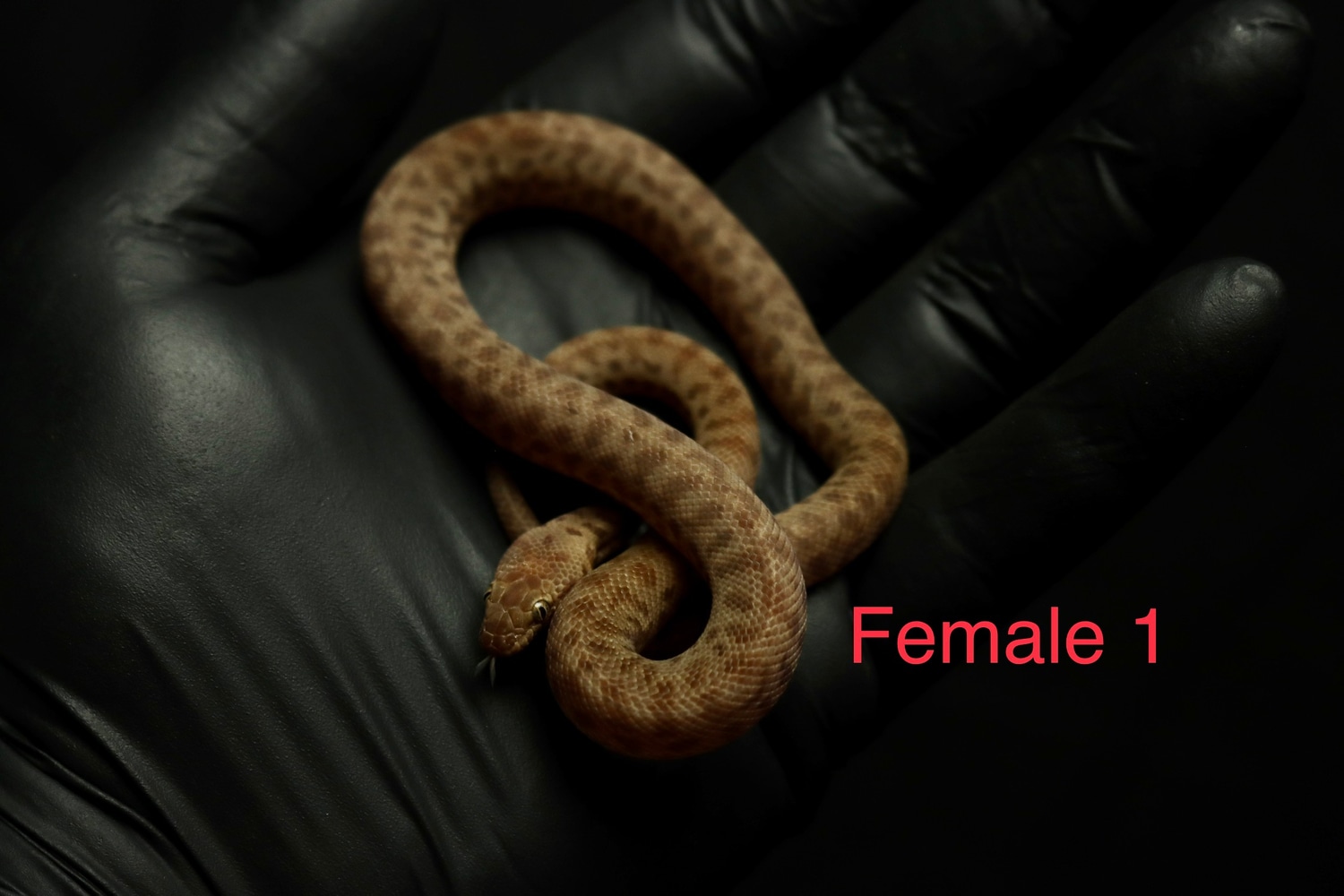 2022 Female Children’s Pythons! Children's Python by Lynches River ...