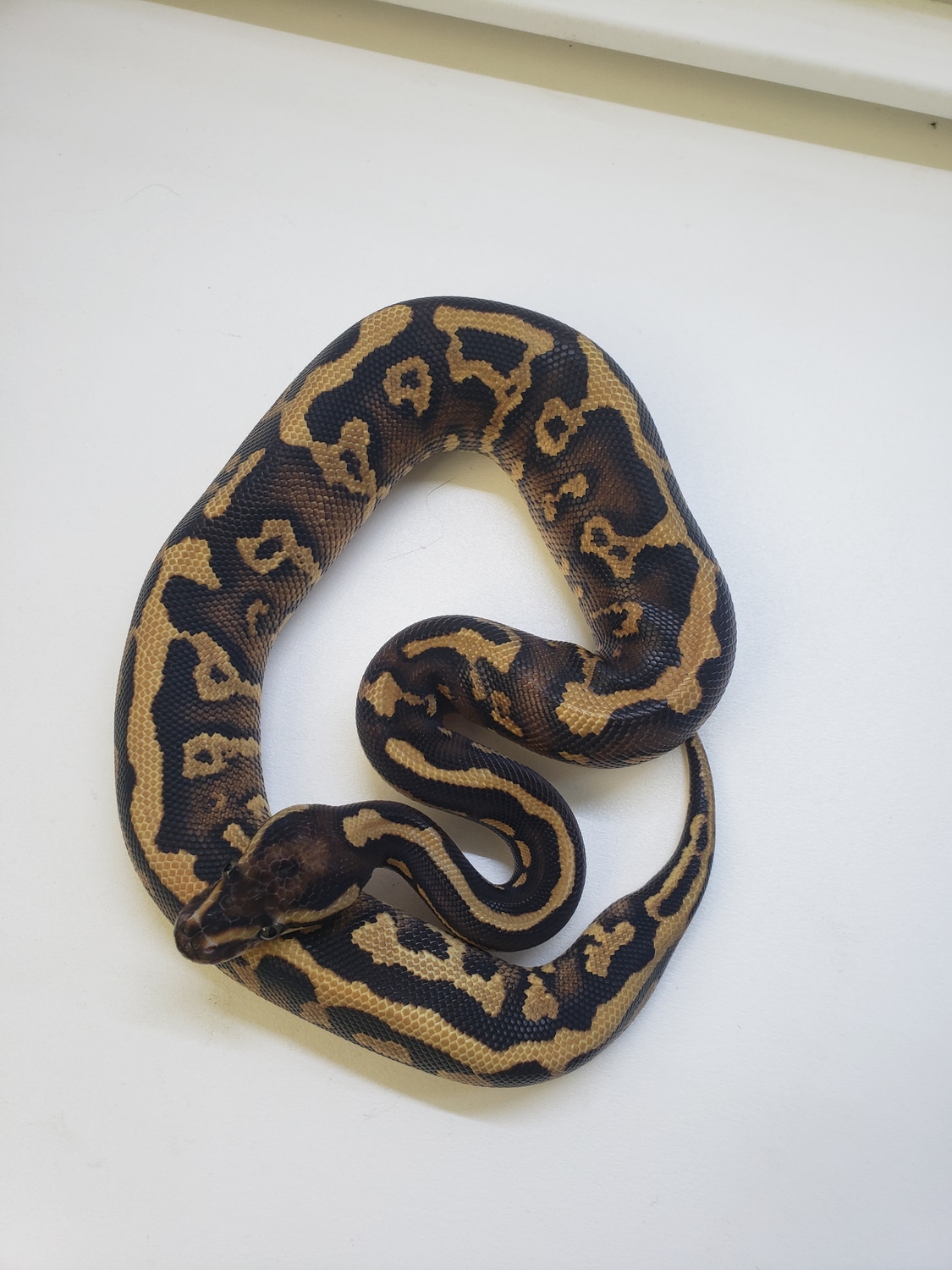 Mojave Confusion Yellowbelly Ball Python by Lyne.life.exotics - MorphMarket