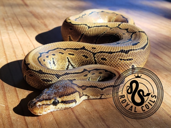 Pinstripe 100% Het Caramel Albino Ball Python by Royal Coils Pythons
