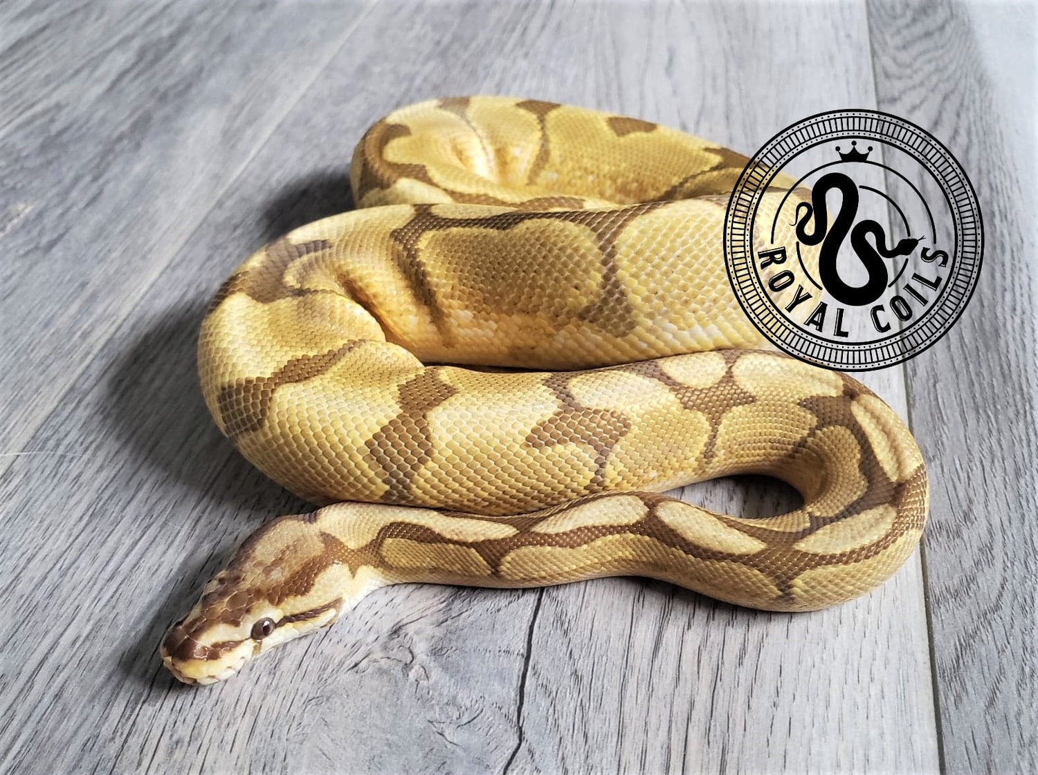 Caramel Albino Spider Ball Python by Royal Coils Pythons - MorphMarket