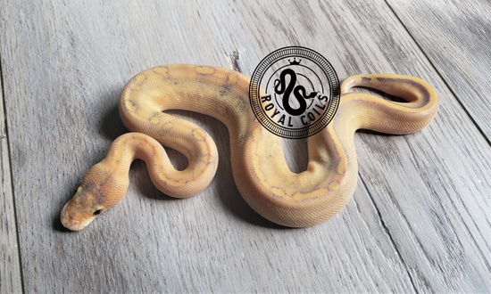 Mimosa Ball Python by Royal Coils Pythons