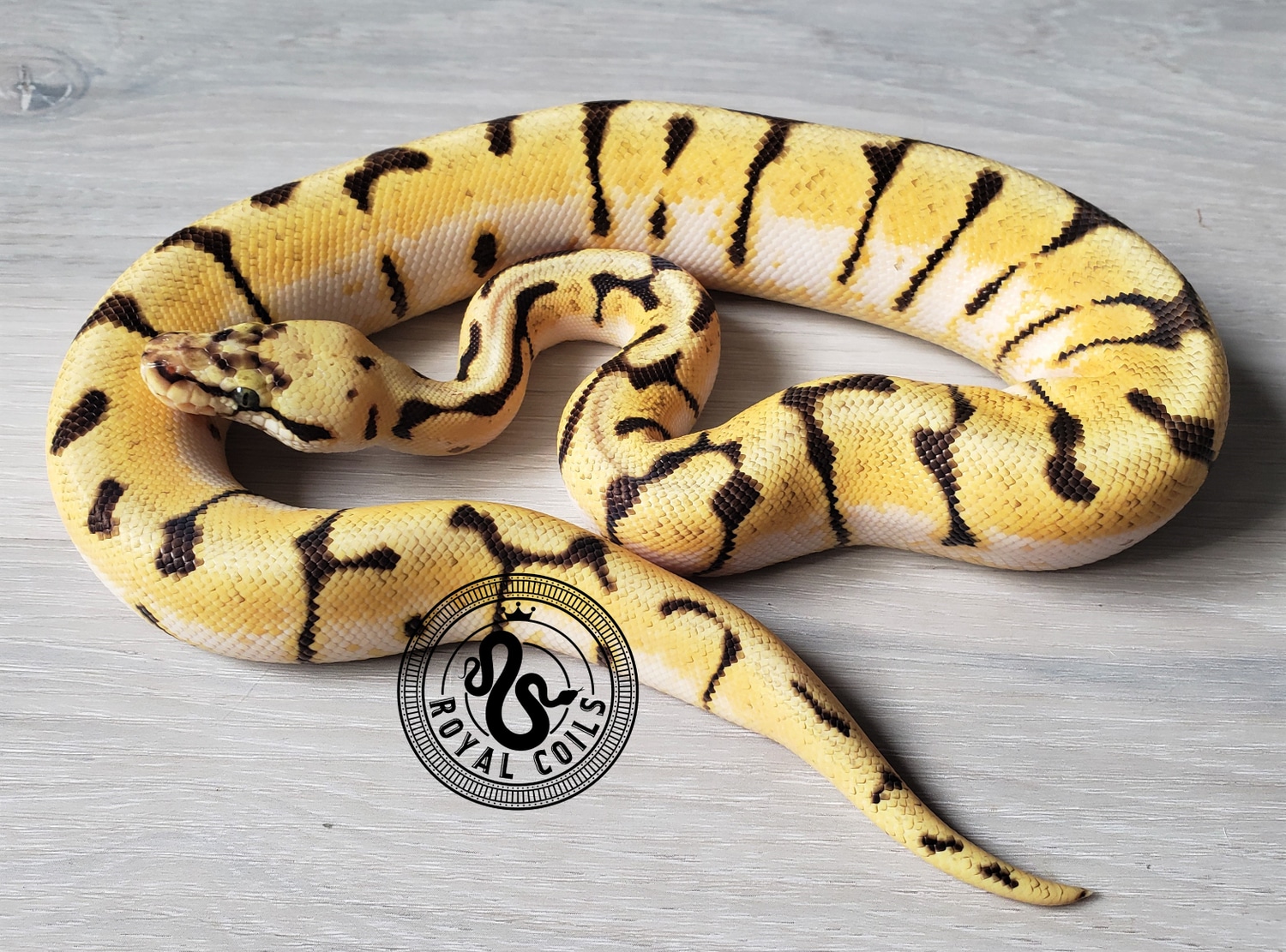 Enchi Bumblebee Ball Python by Royal Coils Pythons - MorphMarket