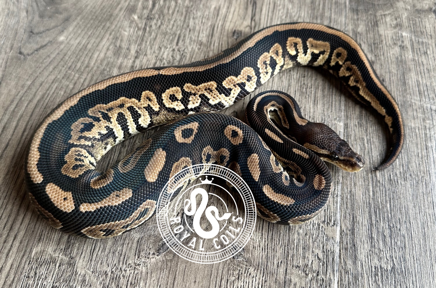 Black Pastel 100% Het Pied Ball Python by Royal Coils Pythons - MorphMarket