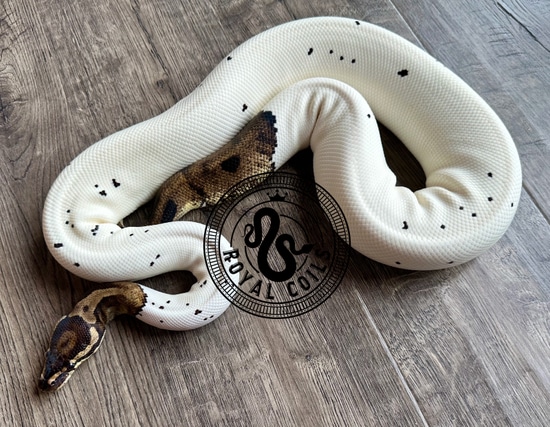 Piebald Ball Python by Royal Coils Pythons