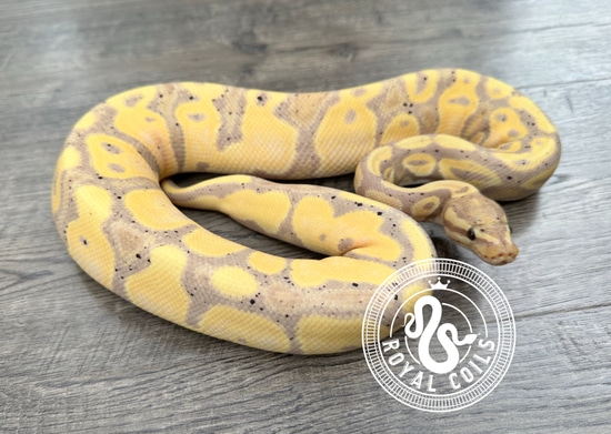 Orange Dream Coral Glow 100% Het Pied Ball Python by Royal Coils Pythons