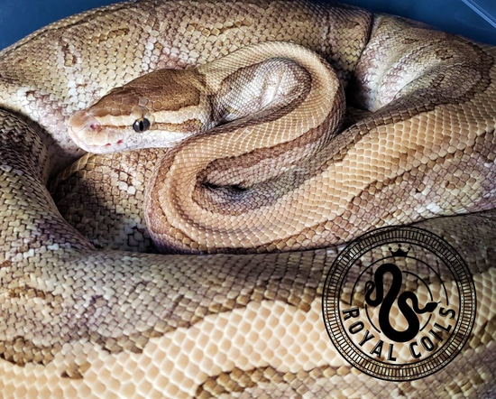 Chocolate Kingpin Ball Python by Royal Coils Pythons