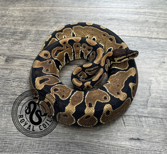 100% Het Tri-stripe Ball Python by Royal Coils Pythons