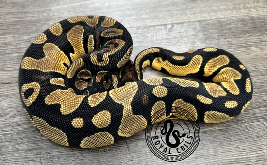 Orange Dream 100% Het Pied Ball Python by Royal Coils Pythons