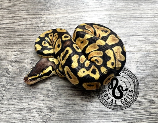 Pastel Ball Python by Royal Coils Pythons