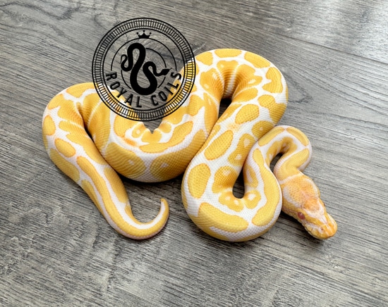 Albino Ball Python by Royal Coils Pythons