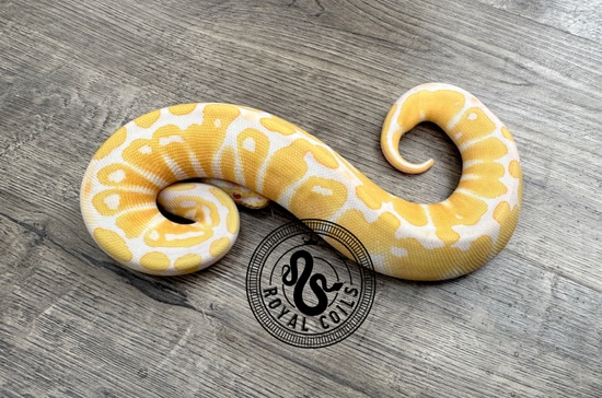 Albino Ball Python by Royal Coils Pythons