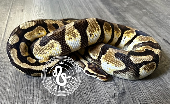 Pastel Calico Enchi Ball Python by Royal Coils Pythons
