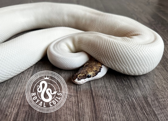 Proven Breeder Super Pastel Pinto Piebald Ball Python by Royal Coils ...