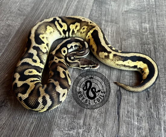 Calico Leopard Mojave Ball Python by Royal Coils Pythons