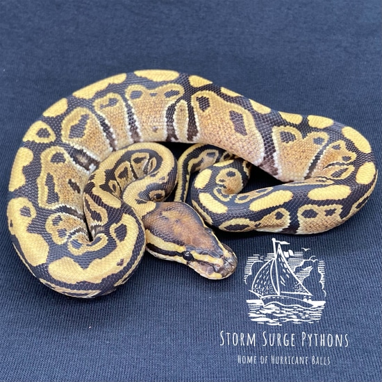 Fire Het Clown Ball Python by Storm Surge Pythons