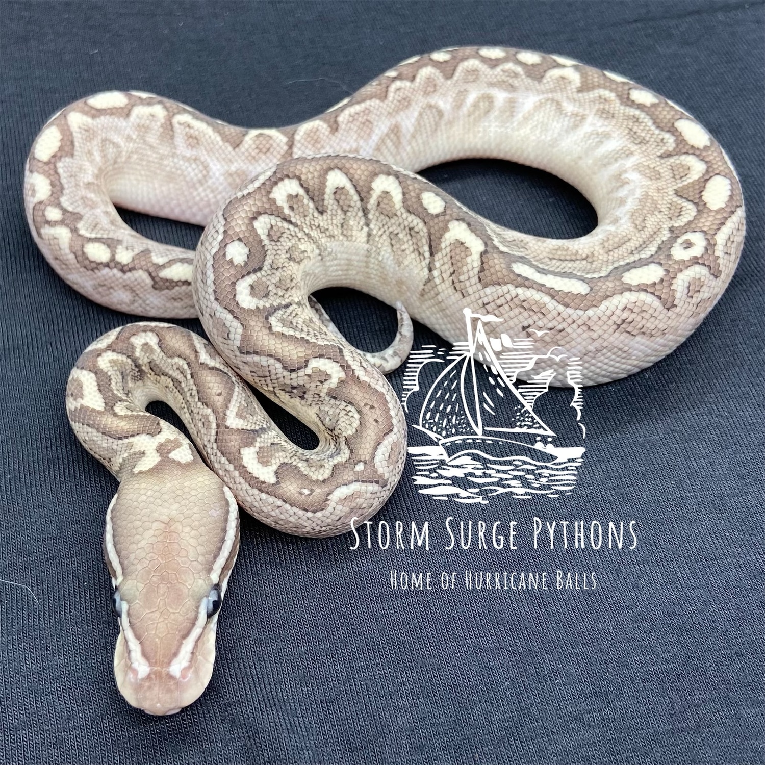 Storm Surge Pythons's Collection - MorphMarket