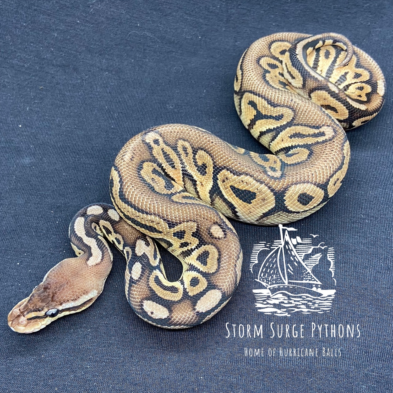 Pastel Cinnamon (Pewter) Het Desert Ghost Ball Python by Storm Surge ...