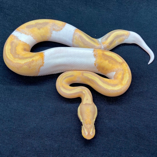 Coral Glow Pied Ball Python by Storm Surge Pythons