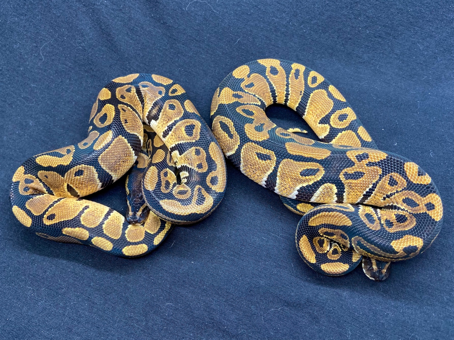 *PAIR* 100% DH TSK Axanthic/Desert Ghost Ball Python by Storm Surge ...
