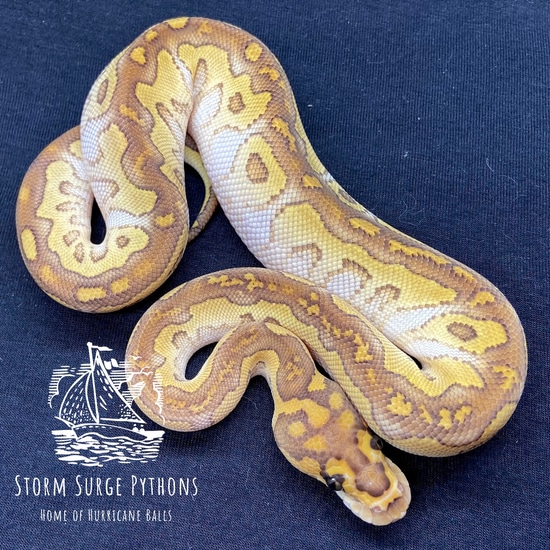 Lesser Fire Clown Ball Python by Storm Surge Pythons