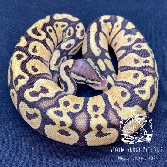 Pastel Fire 100% Het Desert Ghost Ball Python by Storm Surge Pythons