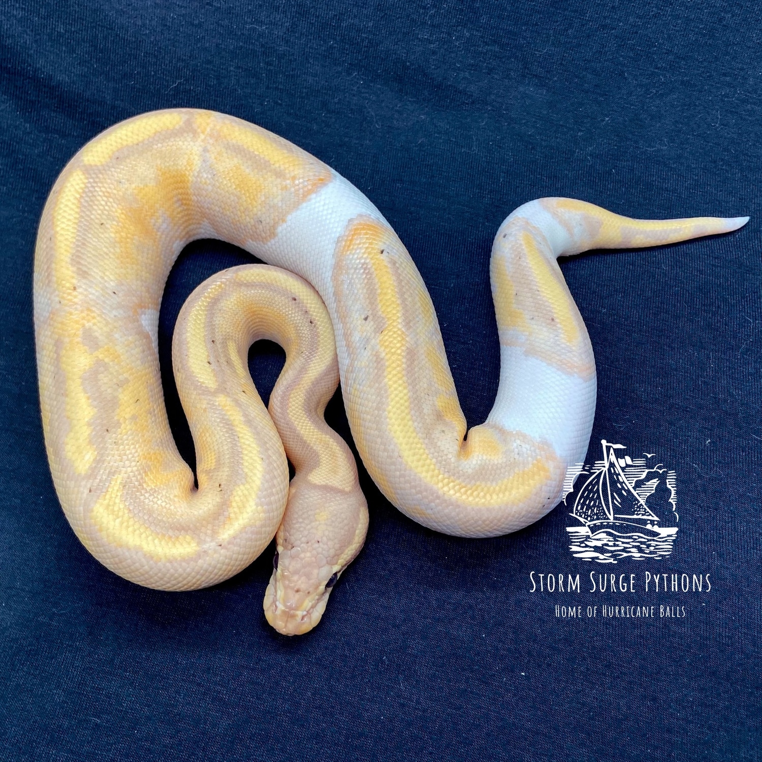 Coral Glow Pied Ball Python by Storm Surge Pythons - MorphMarket