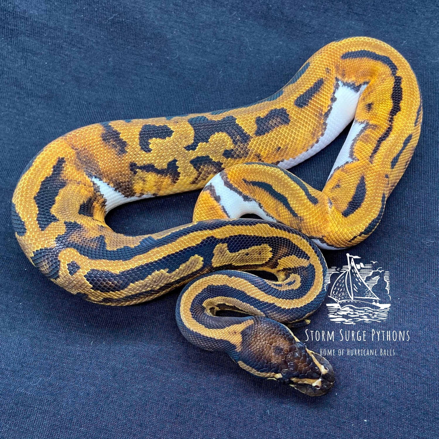 Leopard Pied Ball Python by Storm Surge Pythons - MorphMarket