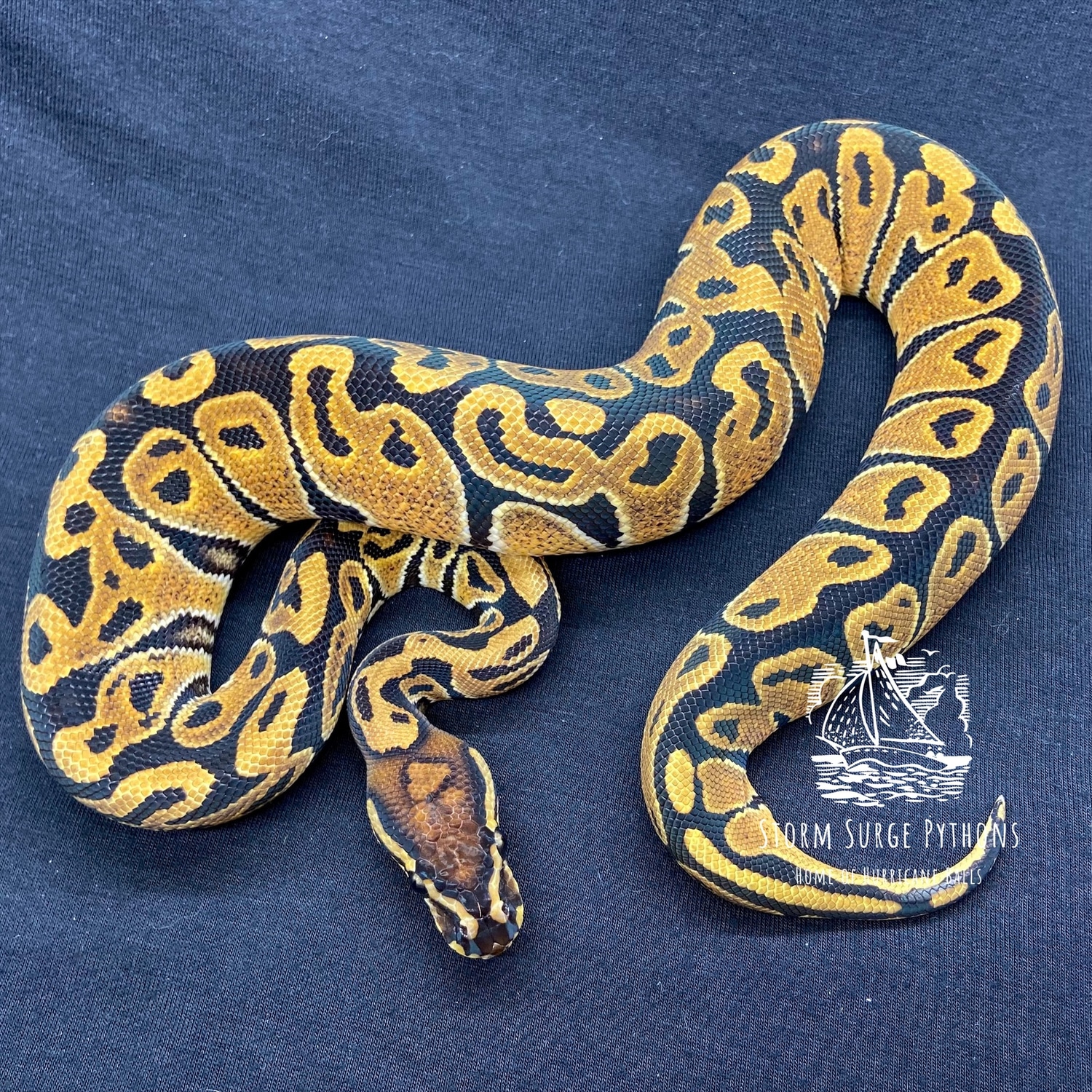 Hurricane Ball Python by Storm Surge Pythons - MorphMarket