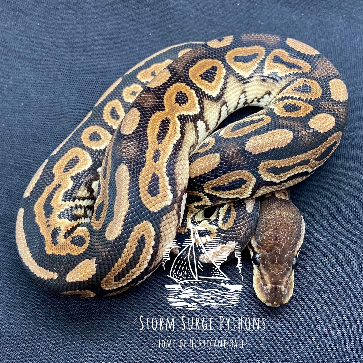 Cinnamon Het Clown Ball Python by Storm Surge Pythons - MorphMarket