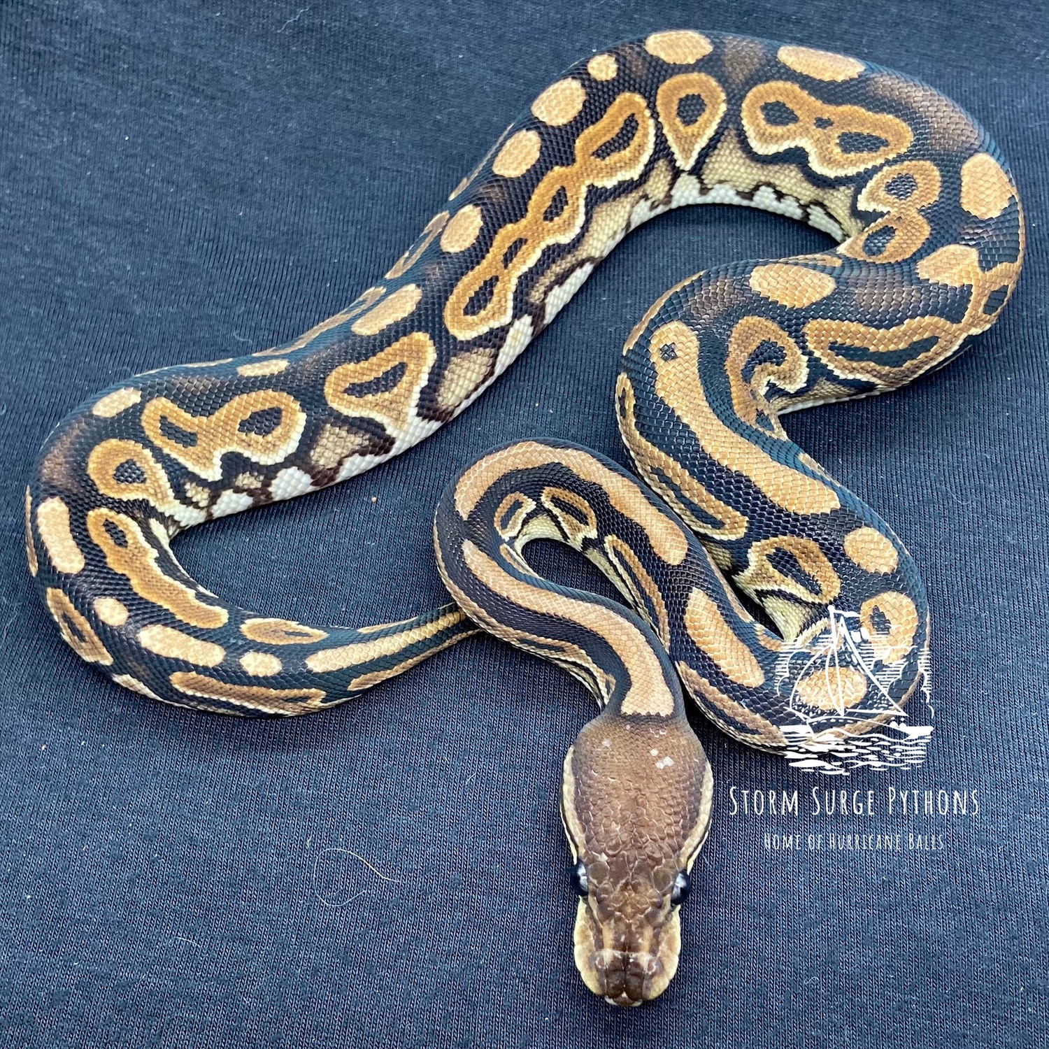 Cinnamon Het Clown Ball Python by Storm Surge Pythons - MorphMarket