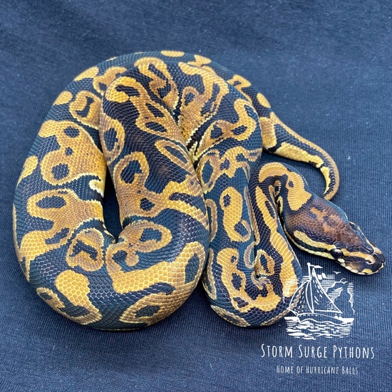 Hurricane Ball Python by Storm Surge Pythons - MorphMarket
