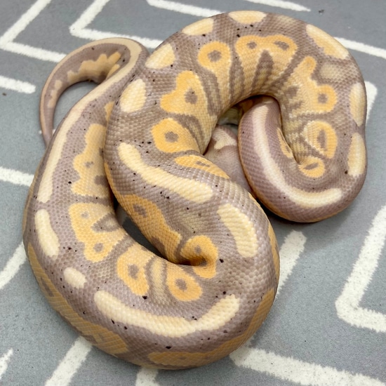 Cinnamon Coral Glow 100% Het Pied Ball Python by Storm Surge Pythons