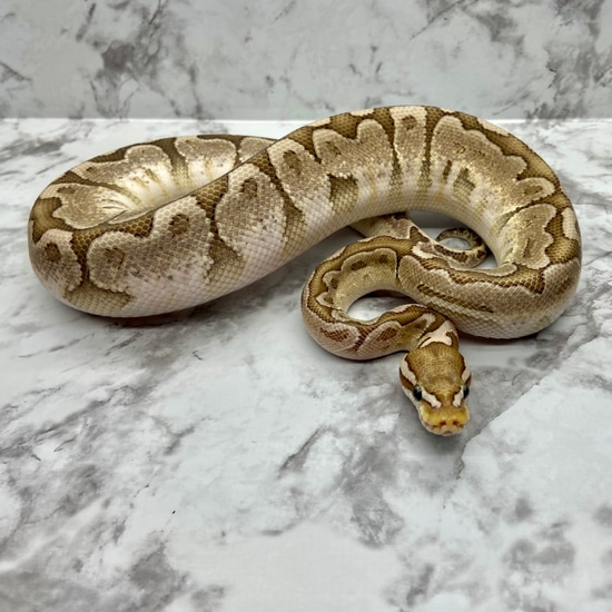 Pastel Bamboo 100% Het Desert Ghost Ball Python by Storm Surge Pythons
