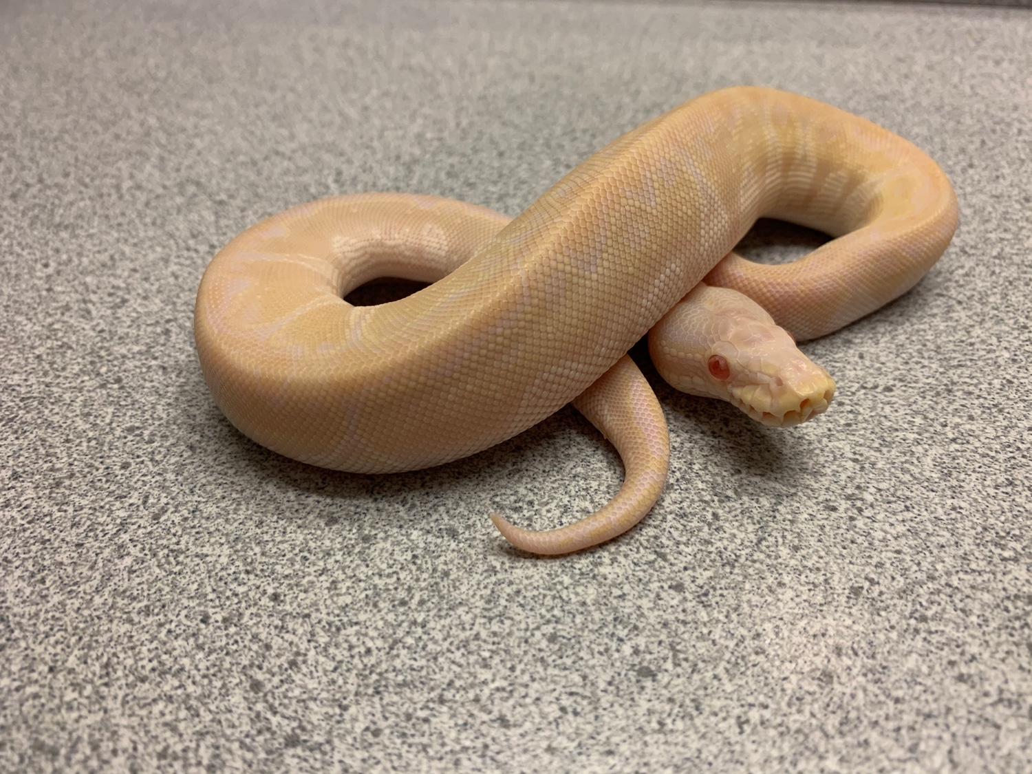 Bamboo Albino Ball Python by Babes with Balls USA - MorphMarket