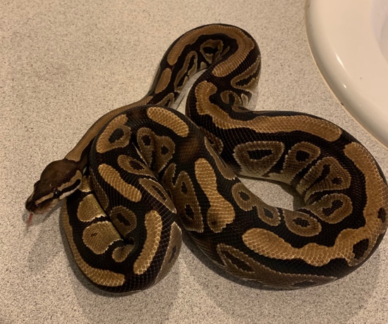 African Import Ball Python by Babes with Balls USA
