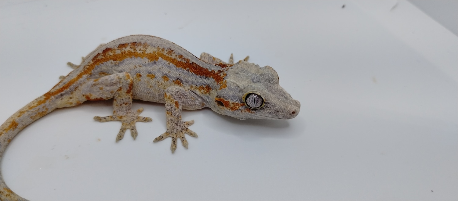 Striped Possible Phantom Eye Gargoyle Gecko by Parker Reptiles ...