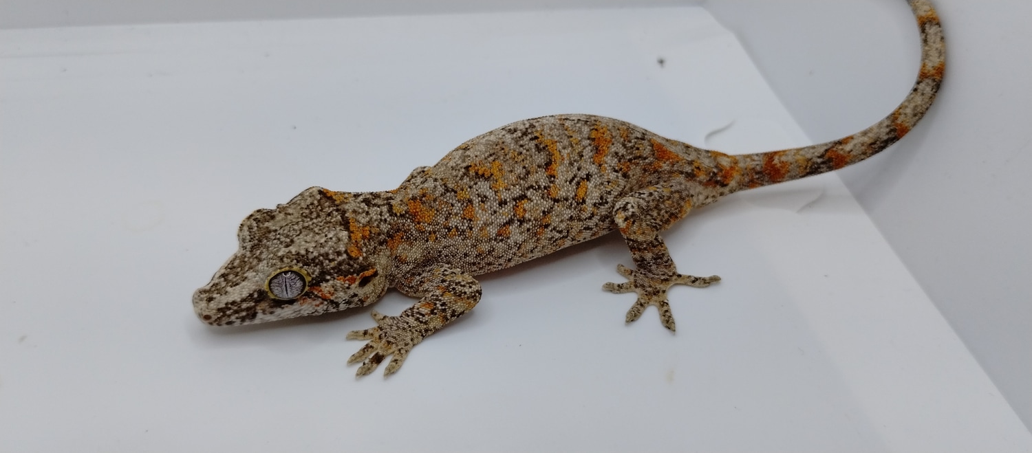 Orange Blotch Possible Phantom Eye Gargoyle Gecko by Parker Reptiles ...
