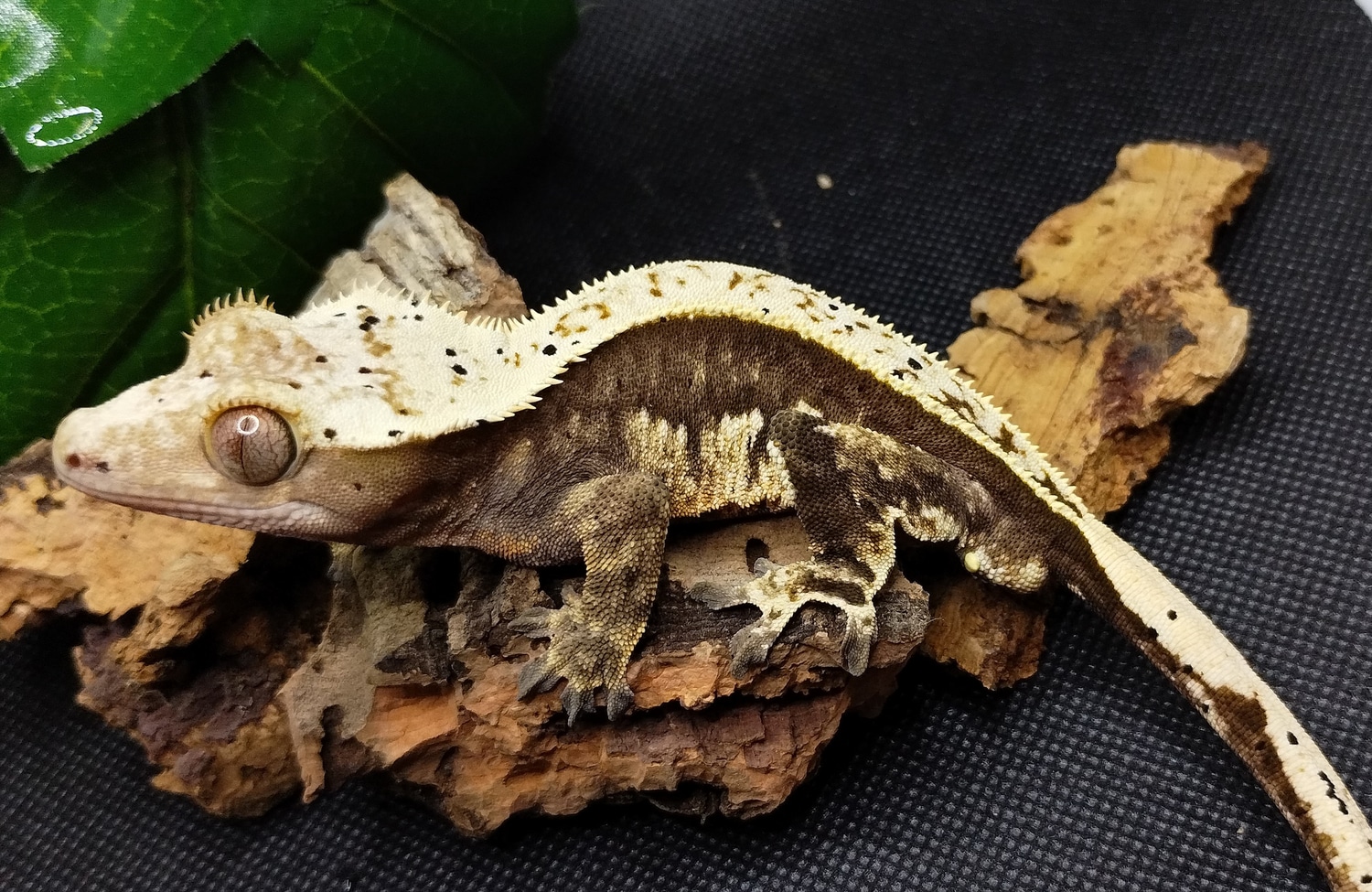 A True Gentleman Crested Gecko by Parker Reptiles - MorphMarket