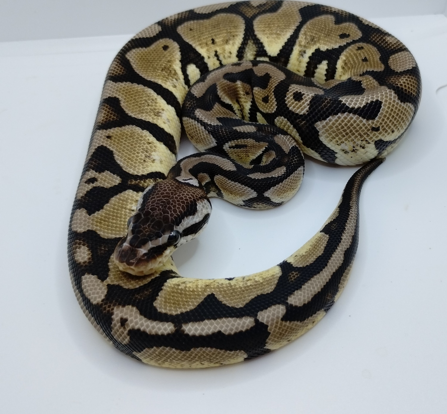 Jolliff Axanthic Ball Python by Parker Reptiles - MorphMarket