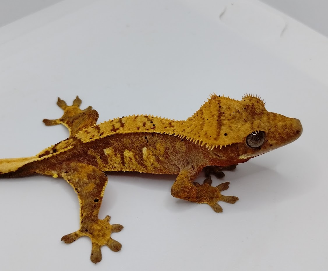 Red Harlequin Crested Gecko by Parker Reptiles - MorphMarket