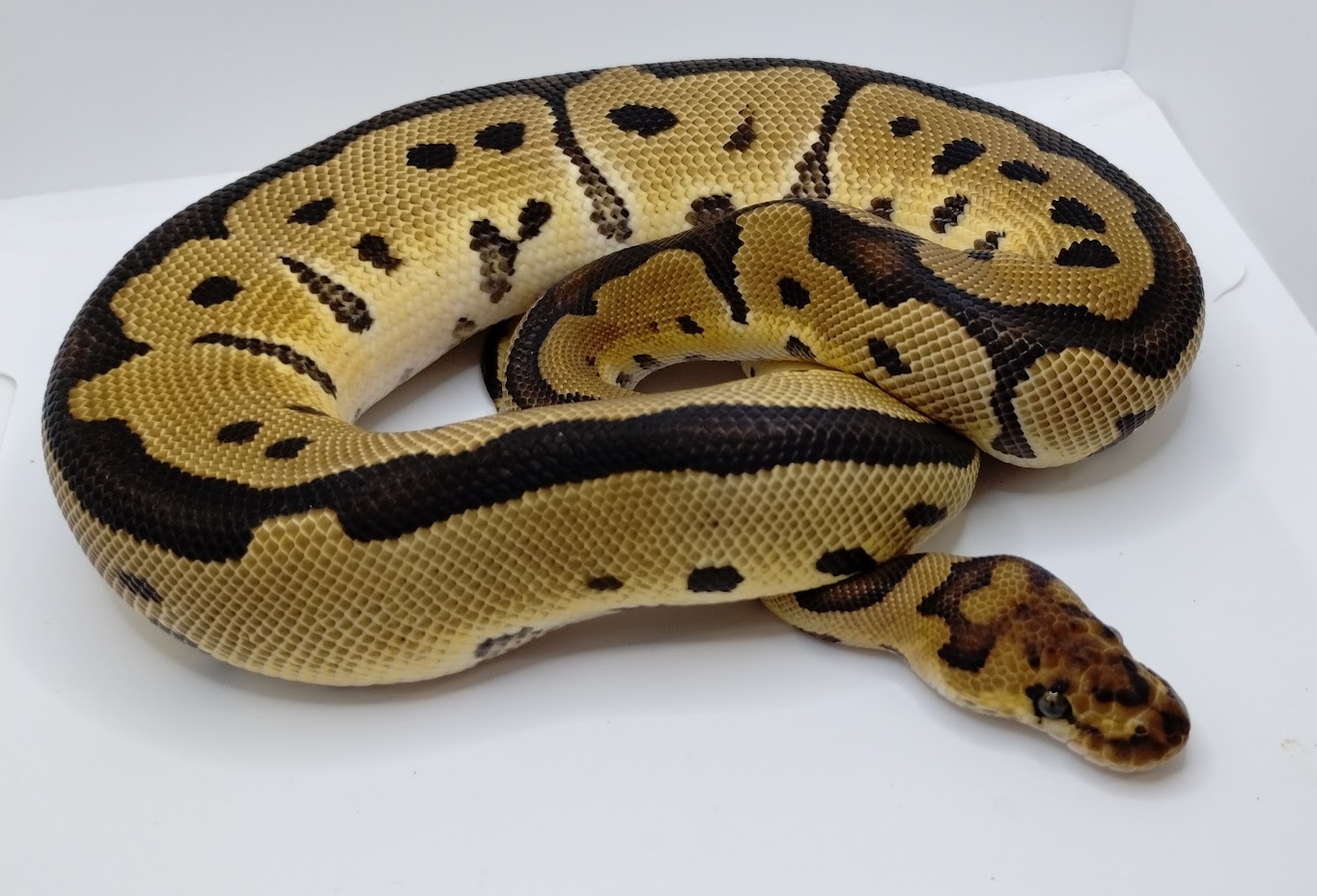 Clown Special Ball Python by Parker Reptiles - MorphMarket