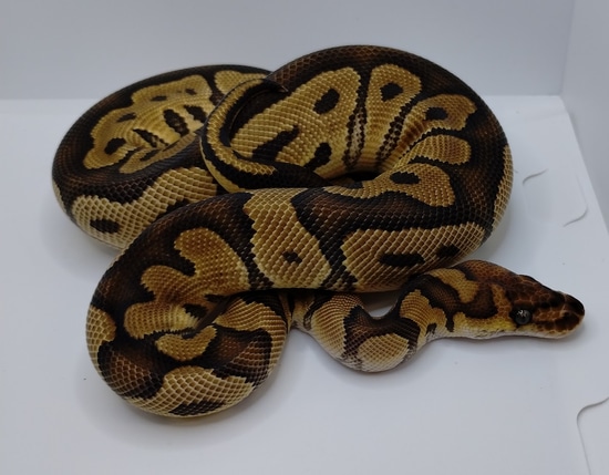 Clown Special Ball Python by Parker Reptiles
