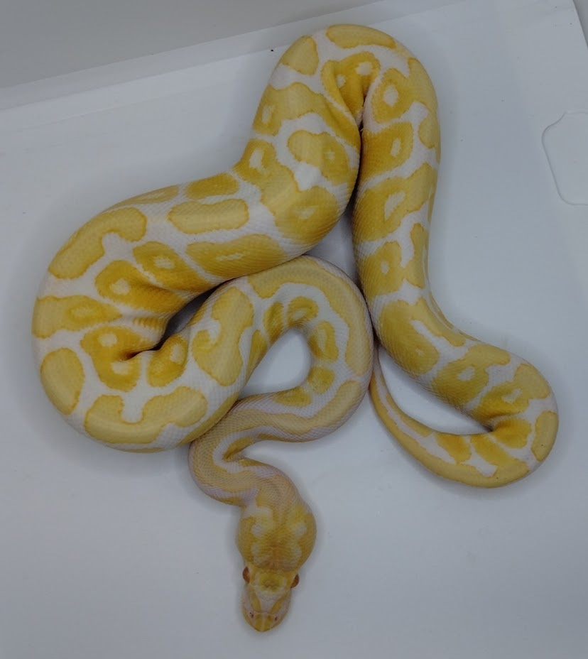 Albino Spotnose Ball Python by Parker Reptiles - MorphMarket